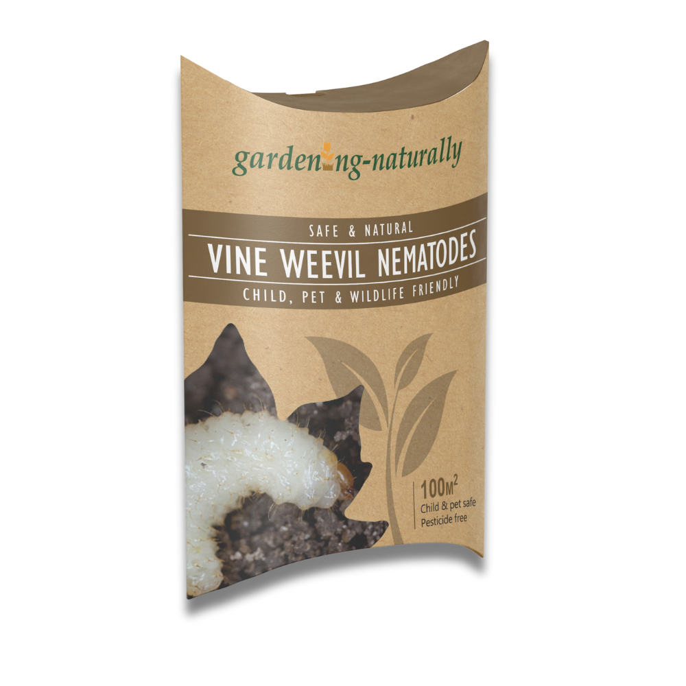 Vine Weevil Nematodes By Gardening Naturally – Slug Nematodes